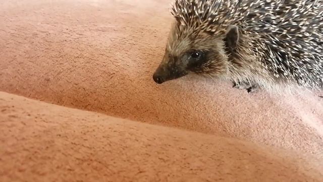 Ёжик пришел к нам в гости!