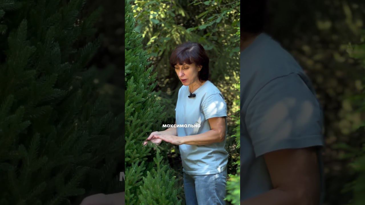 Ель Грация ТМ "Crystal Tress" в лесу