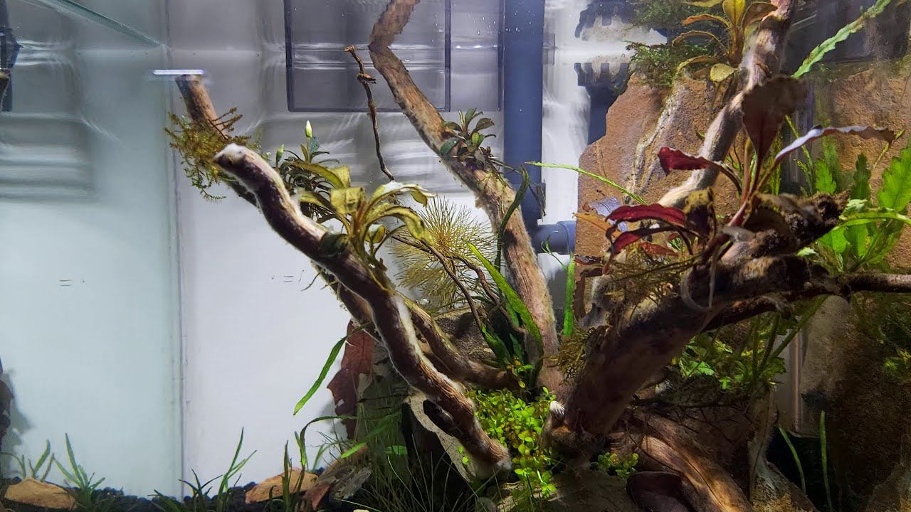 Первый месяц жизни креветочника