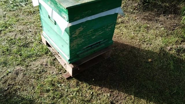 На пасеке добавили рамки .Пятый рой в ловушке..mp4