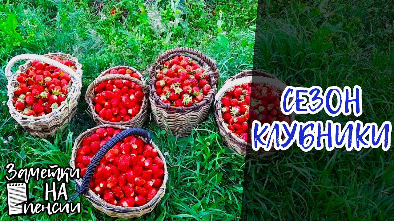 Вырастили богатый урожай клубники #ягода #клубника #огород  #деревня #виктория