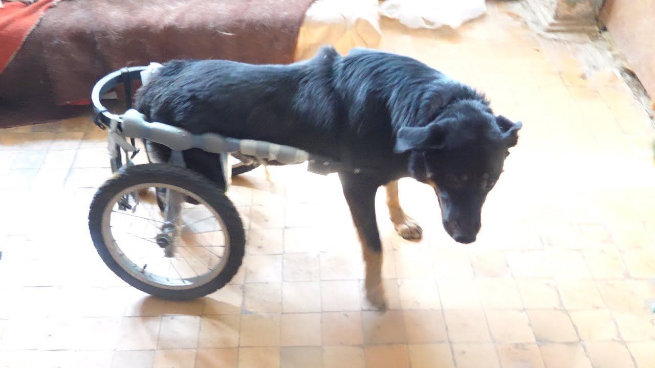 ПРИЕХАЛ В ПРИЮТ ДЛЯ БЕЗДОМНЫХ ЖИВОТНЫХ "БЕРЕГИНЯ"