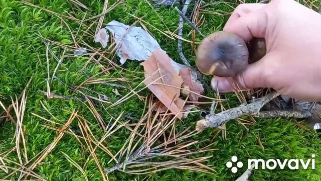 ❗ГРИБЫ НЕ ЗАКАНЧИВАЮТСЯ? КУРСКАЯ ОБЛАСТЬ. 13.11.2022 Г.❗