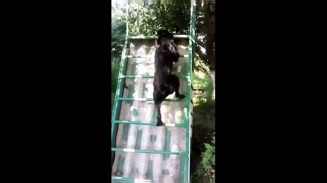 Трюковая дрессировка. Собака Тоша