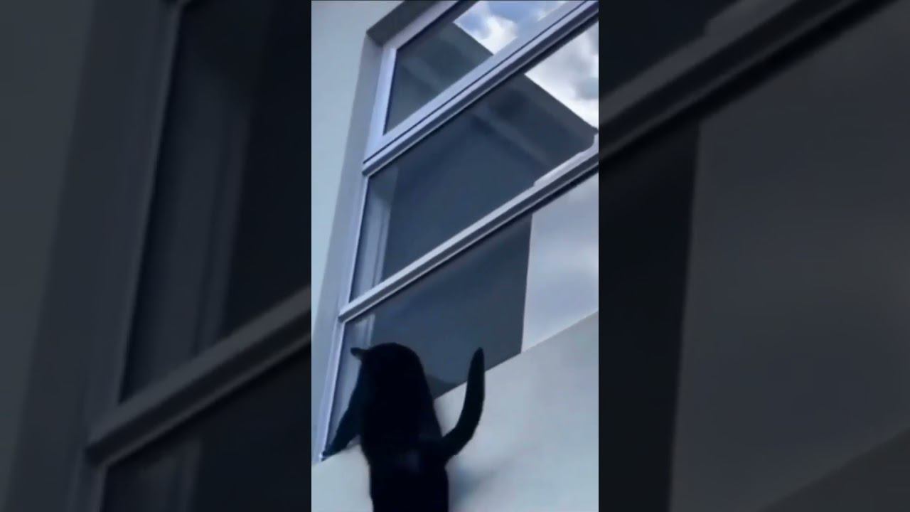 Смешные животные/ Миссия выполнима #shorts #животные #кошки #собаки  #животные