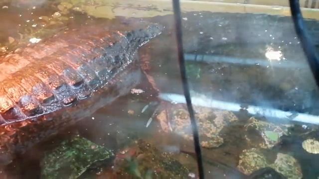 Пошла в МФЦ и встретила там крокодила. Настоящего "аблигатора")))