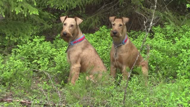 Ирландские терьеры :  4 сезона  "весна"