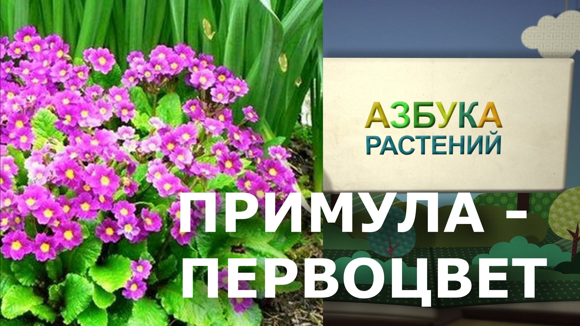Примула - первый весенний многолетник