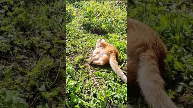 Беззаботная жизнь кота 🐱 Тимофея!