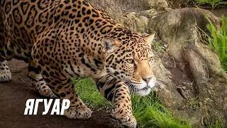 Самый Опасный Хищник Бразилии-ЯГУАР.Амазония.
