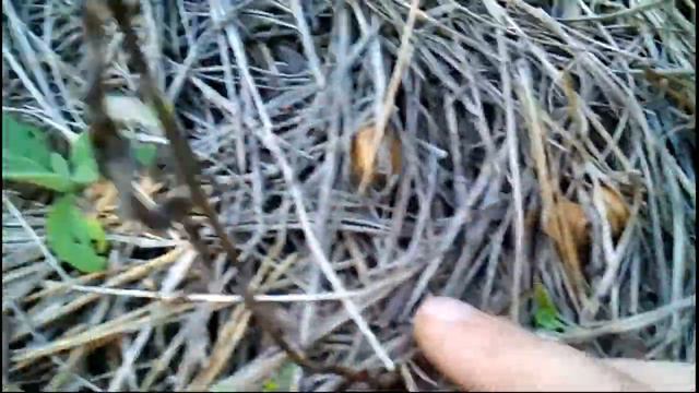 Типа грибы. Маслята 03.09.2017 Воронеж