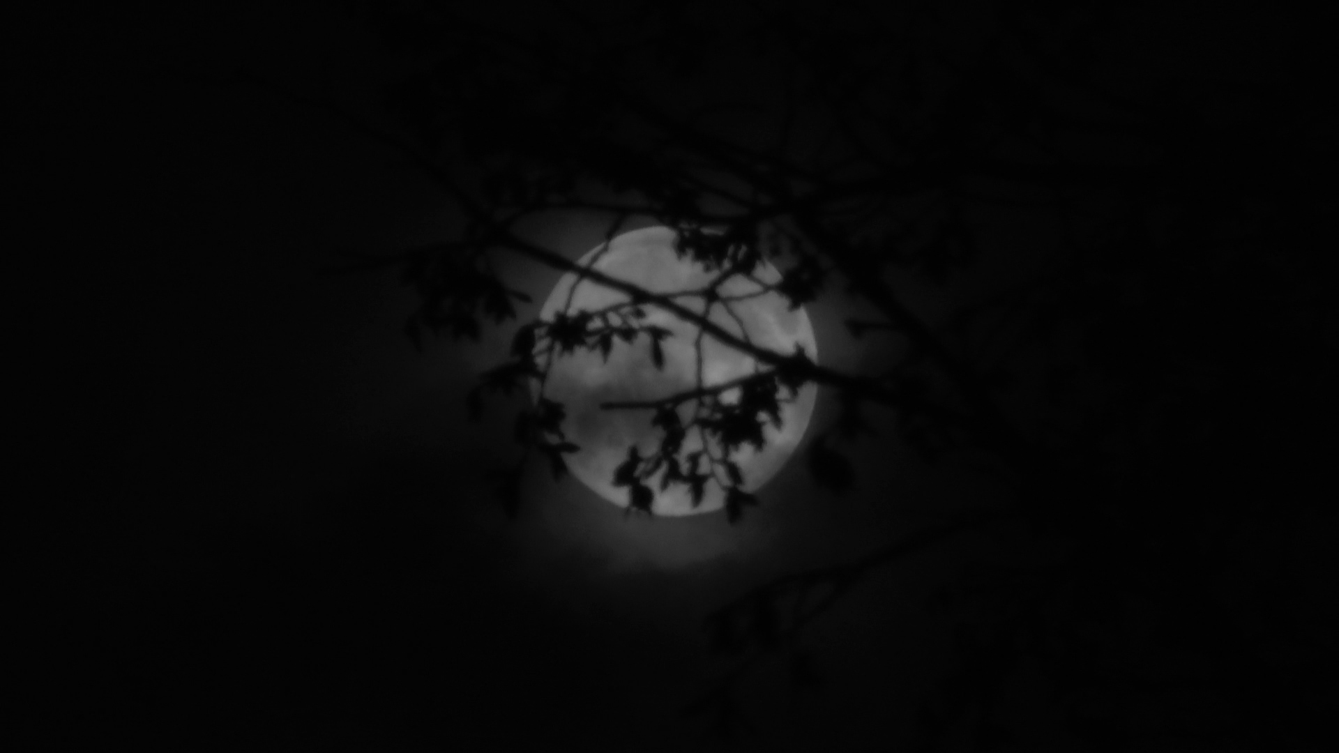 Футаж луна. Футаж полная луна. Футаж полнолуние.Moon footage