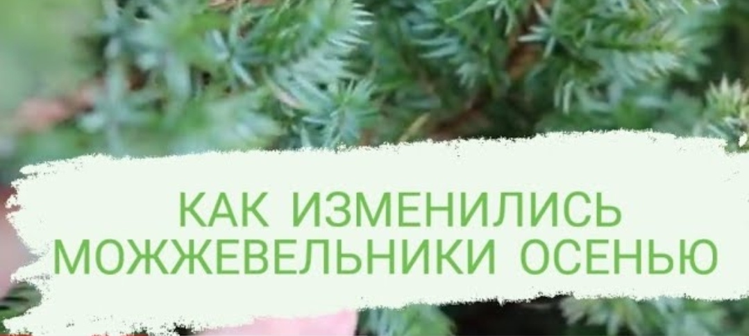 КАК ИЗМЕНИЛИСЬ МОЖЖЕВЕЛЬНИКИ ОСЕНЬЮ