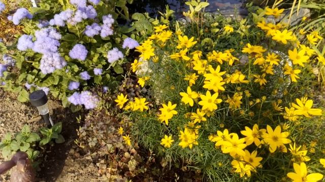 Пруд в саду. Оформление и уход.mp4