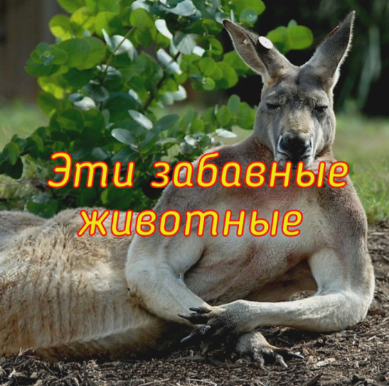 Эти забавные животные