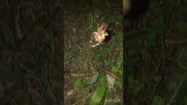 Срочный ремонт паутины пауком крестовиком