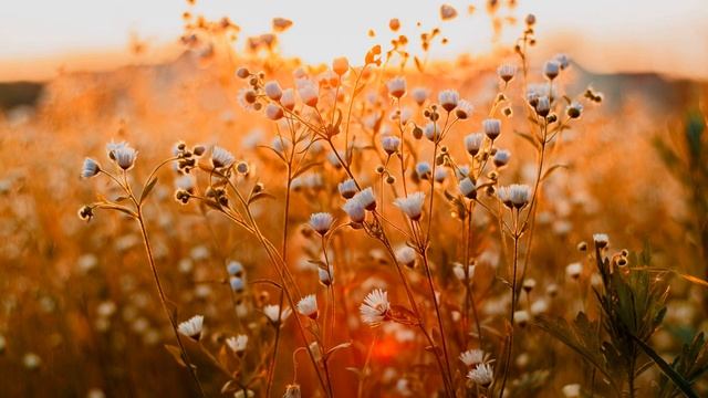 ОШО. Не давайте этому миру захватить Вас.