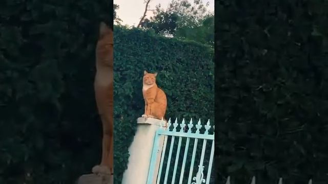 Неповторимый оригинал и жалкая копия