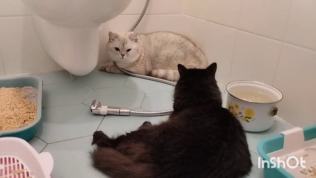 Муся и Шлёпа встречают кота Каспера 🐱🐈🐈,21.08.2024