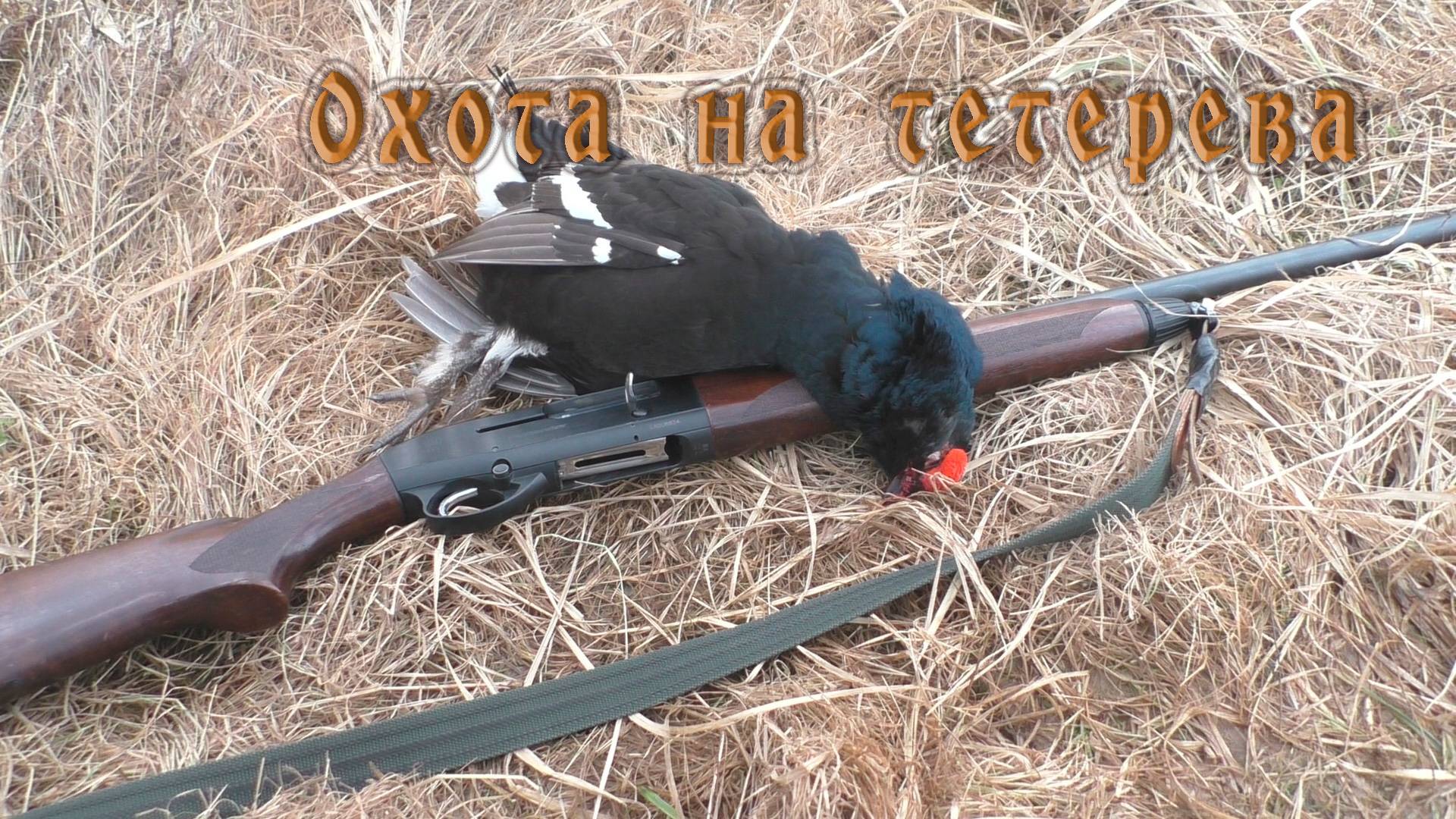 Идем на Охоту "ОХОТА НА ТЕТЕРЕВА НА ТОКУ"