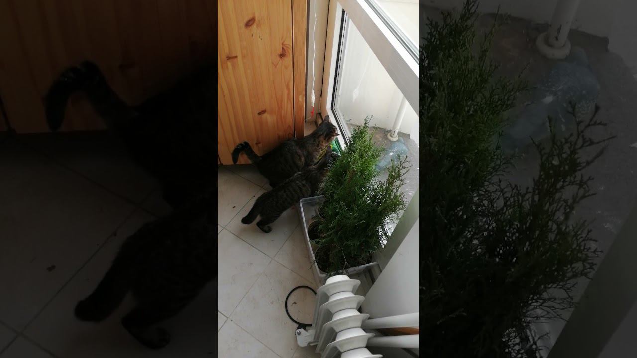 У кошек гостиили наглый голубь