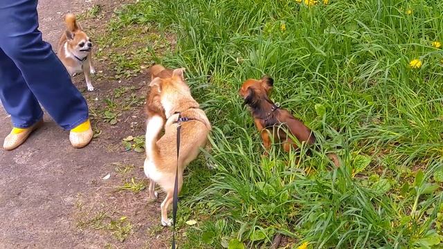 #Смайлик и #друзьям #любовь #чихуахуа
У собак 100% есть друзья и дружба  у них удивительная, веришь?