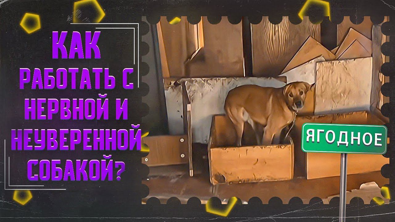 Как работать с нервной и неуверенной собакой (Приют в Ягодном)