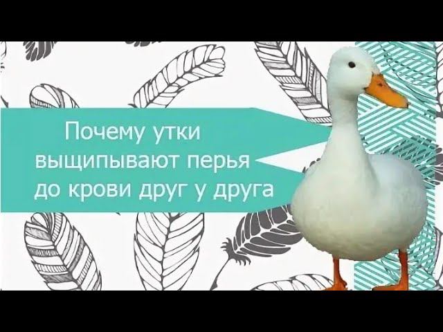 Как я справилась с расклевом//как давать яблочный уксус и соль