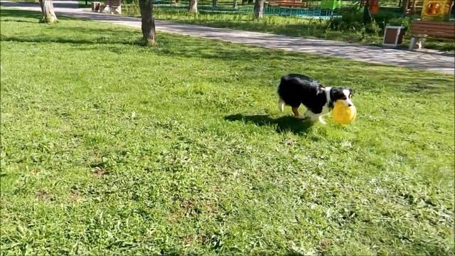 австралийская овчарка Каси - тренировка.mp4