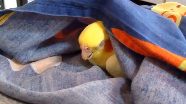 Корелла Кеша попугай-неженка, спит как кошечка. Любит почесаться. Такса в кадре