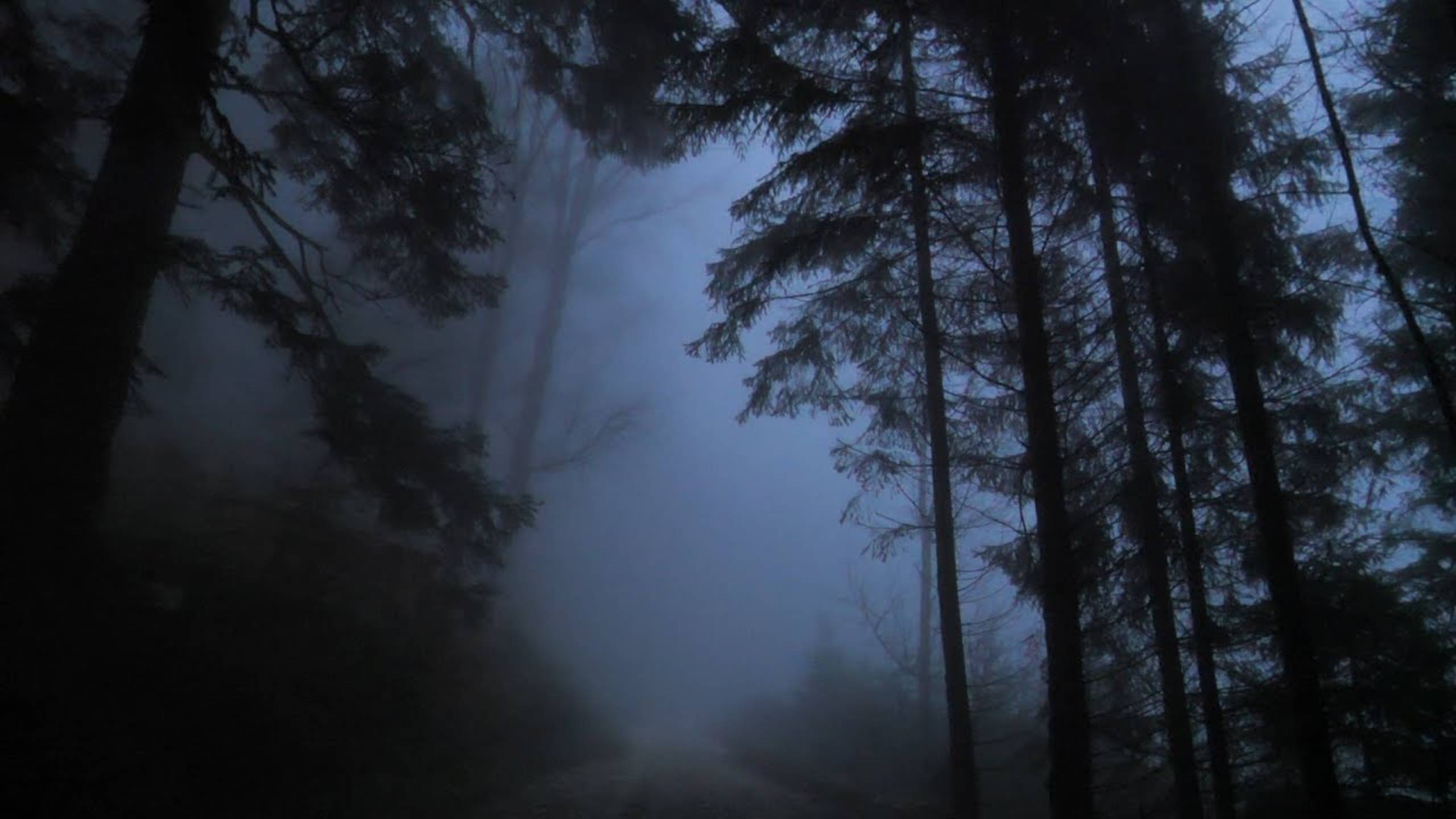 Virtual Drive Through The Dark and Foggy Forest ⧸ Rain and Thunder