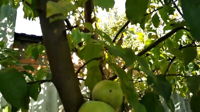 Осенний обзор моего крошечного участка