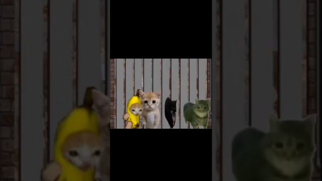 Banana cat и друзья сбежали из тюрьмы