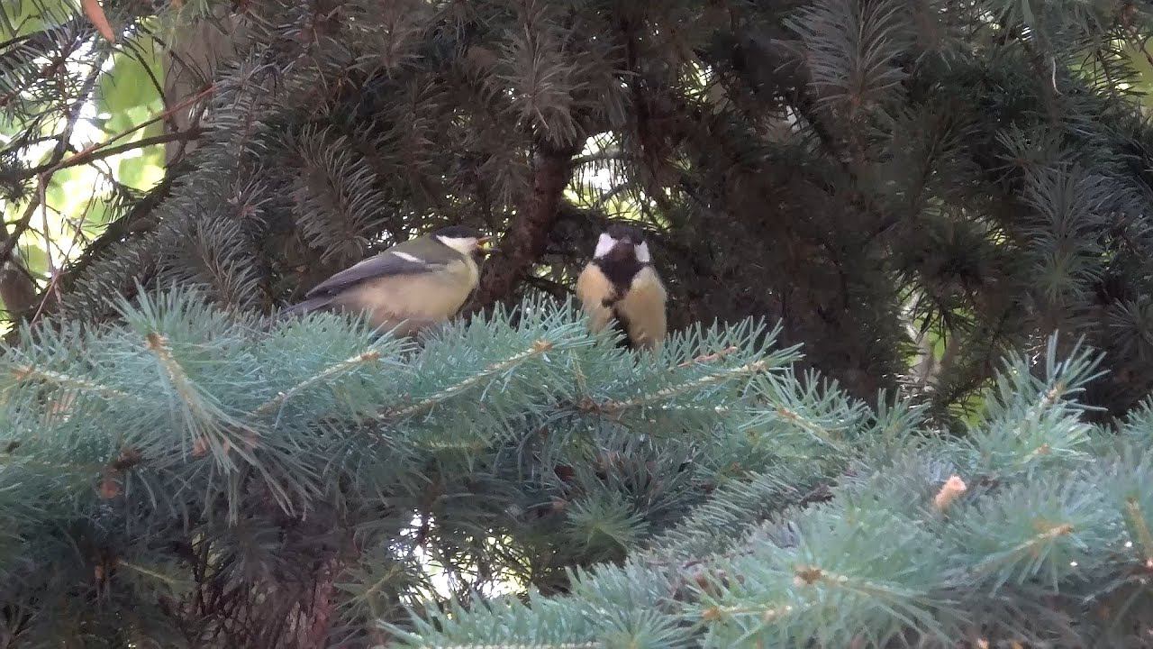 Синица - птенец (10.06.2023)