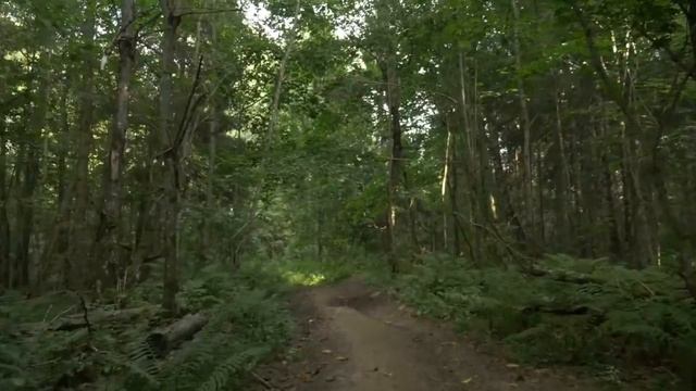 #ЧувствоватьЕстественно, Выпуск №4, Путешествие по Большой Валдайской тропе с Александром Носиком