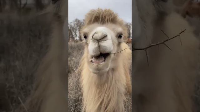 😱😱😱 верблюд жует кактус