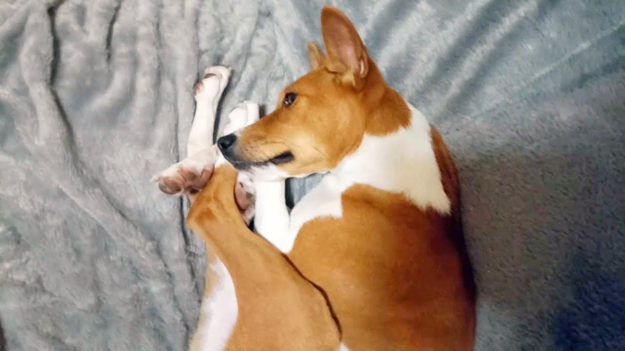 Сладкоспун и сладкоежка   Лео & Джоли