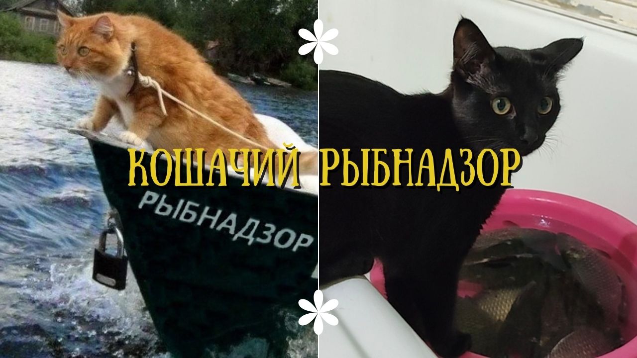 Ну, что вы опять в дом притащили?