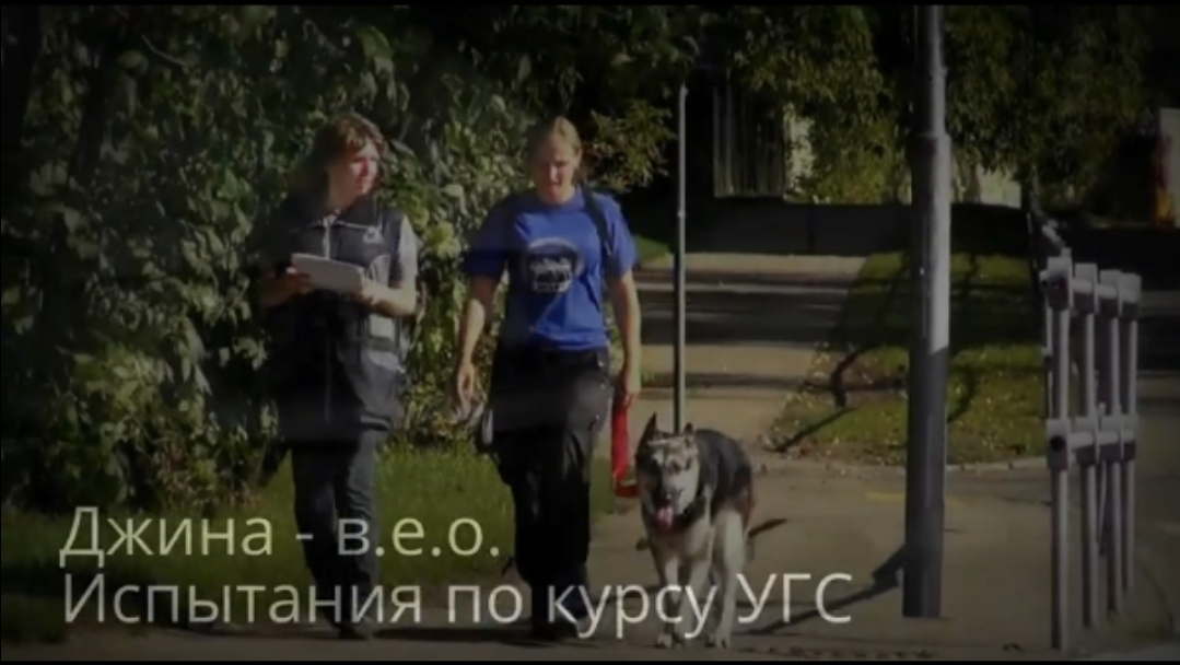 Джина -восточно-европейская овчарка.