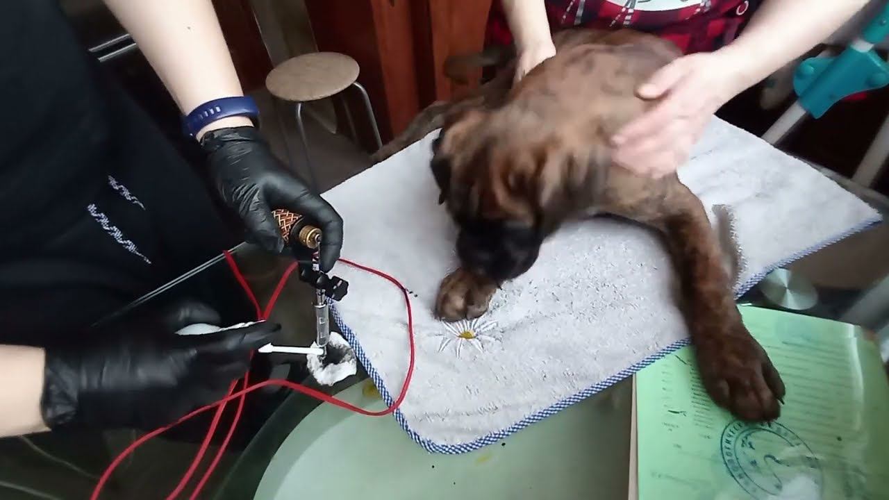 Клеймение трехмесячного щенка немецкого боксера / Branding a 3 month old boxer puppy