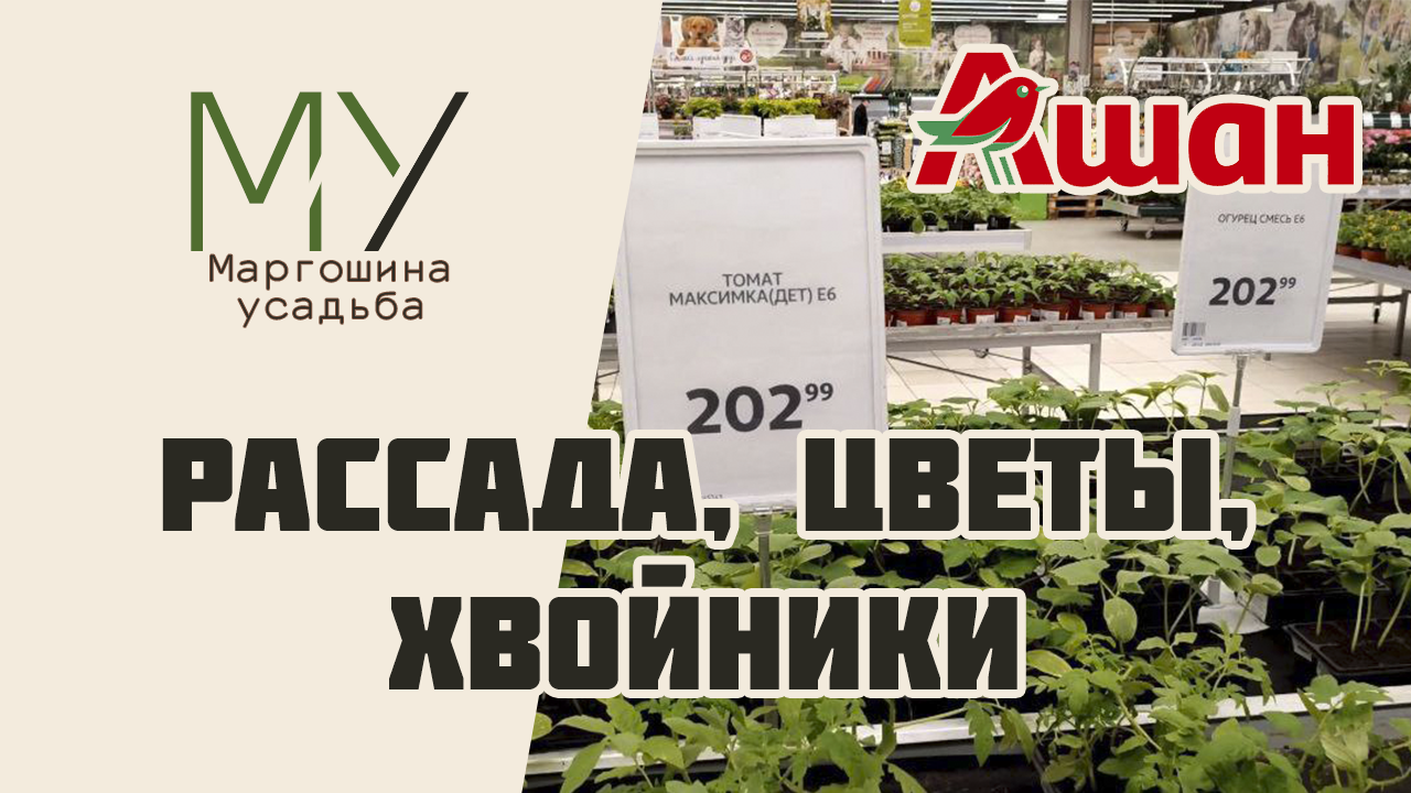 Обзор магазина Ашан в Москве. Рассада, саженцы, цветы и хвойники