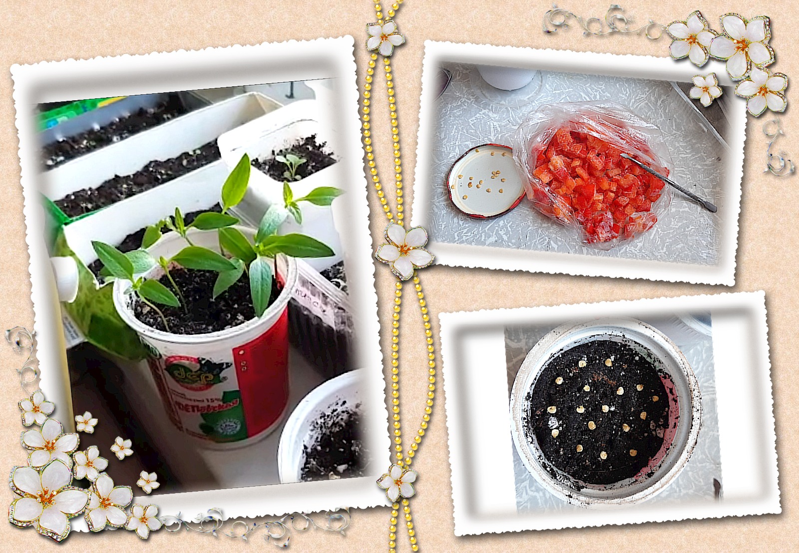 ✅? Проросли семена перца из магазина после суточной заморозки !