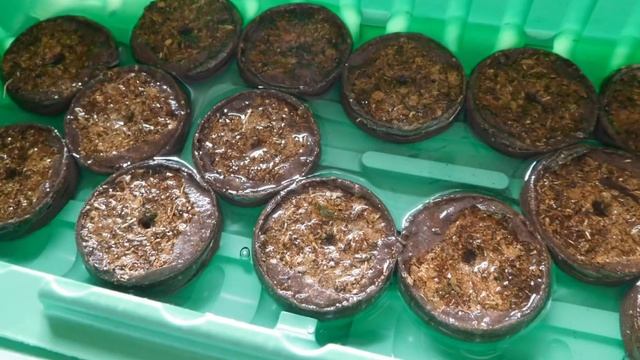 Посев рассады в торфяные таблетки