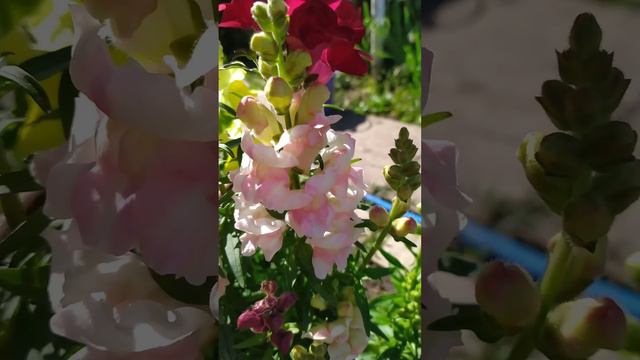 Львиный зев.mp4