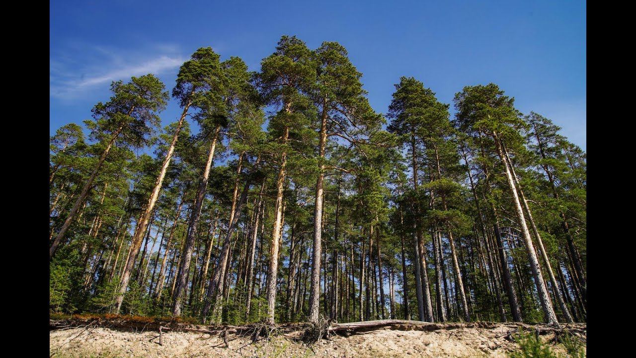 "Старые сосны."(читает автор)