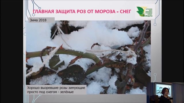 Выращивание роз. Как надёжнее укрыть розы на зиму