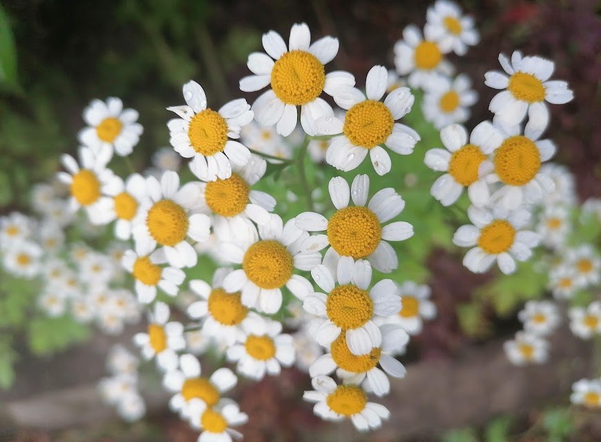 Летняя песня🎵😊