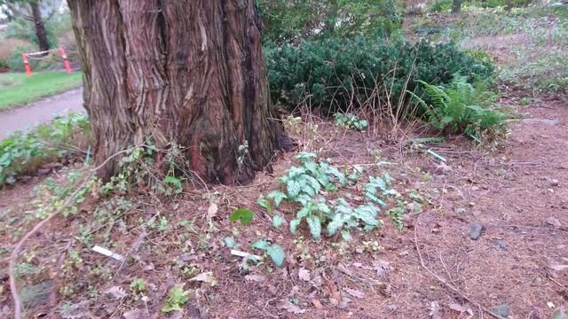 Садовник Поуль Эрик работает в ботанического сада г. Орхус, Дания. 15 дек. 2021