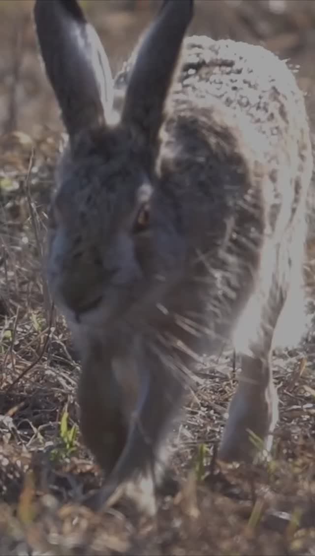 ЗАЙЦЫ РУСАКИ