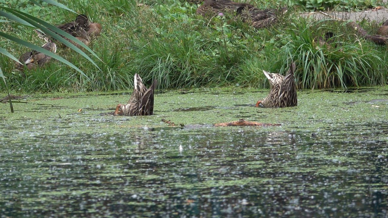Утята - 5 недель (17.06.2023)